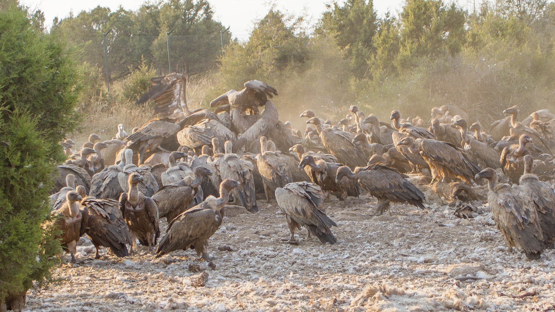 Investigadores españoles equipan a 10 buitres con GPS y descubren que ...