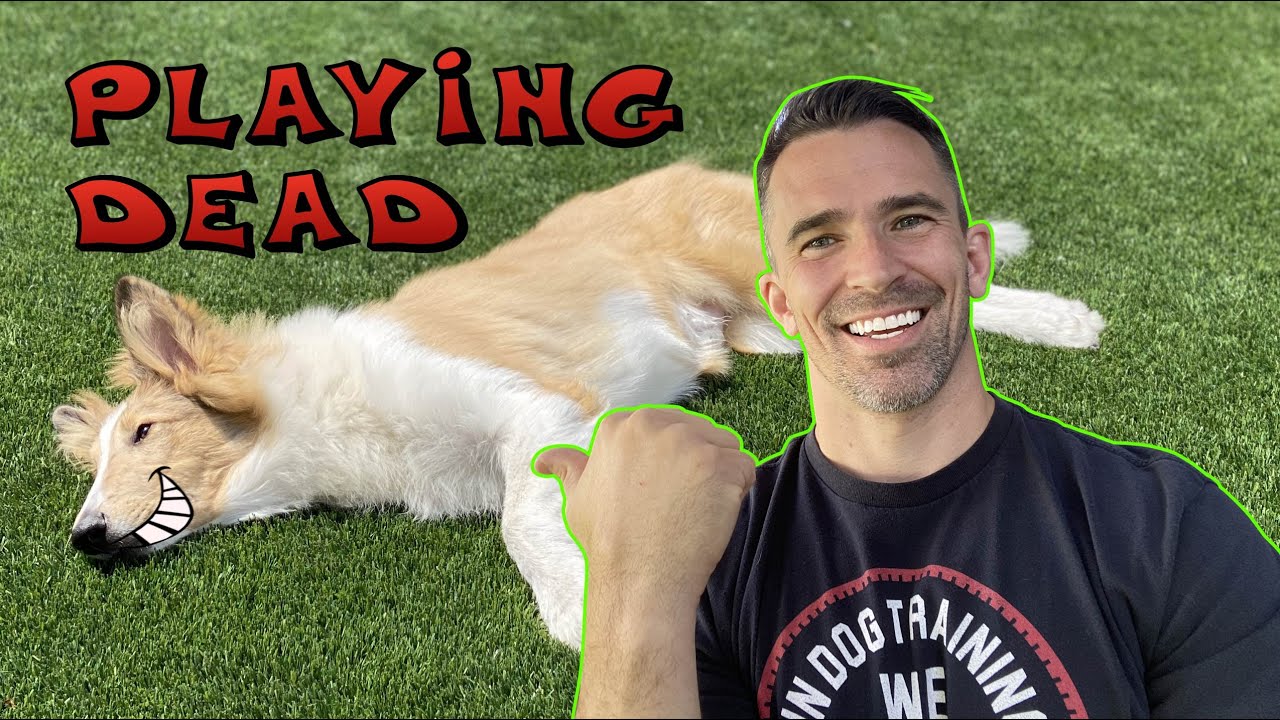 Why most people teach play dead in the wrong order