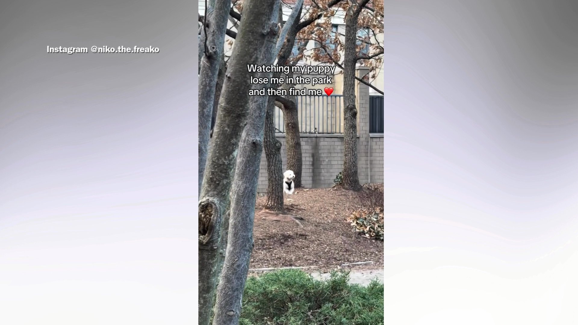 Puppy loses owner in park—owner 'crying' at what he does when he finds her