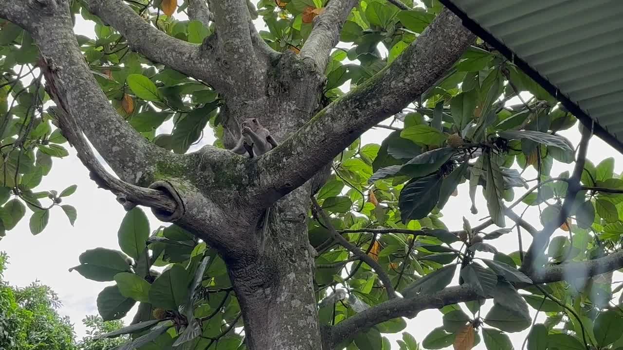 Monkey seen chilling in tree outside hotel in Bali