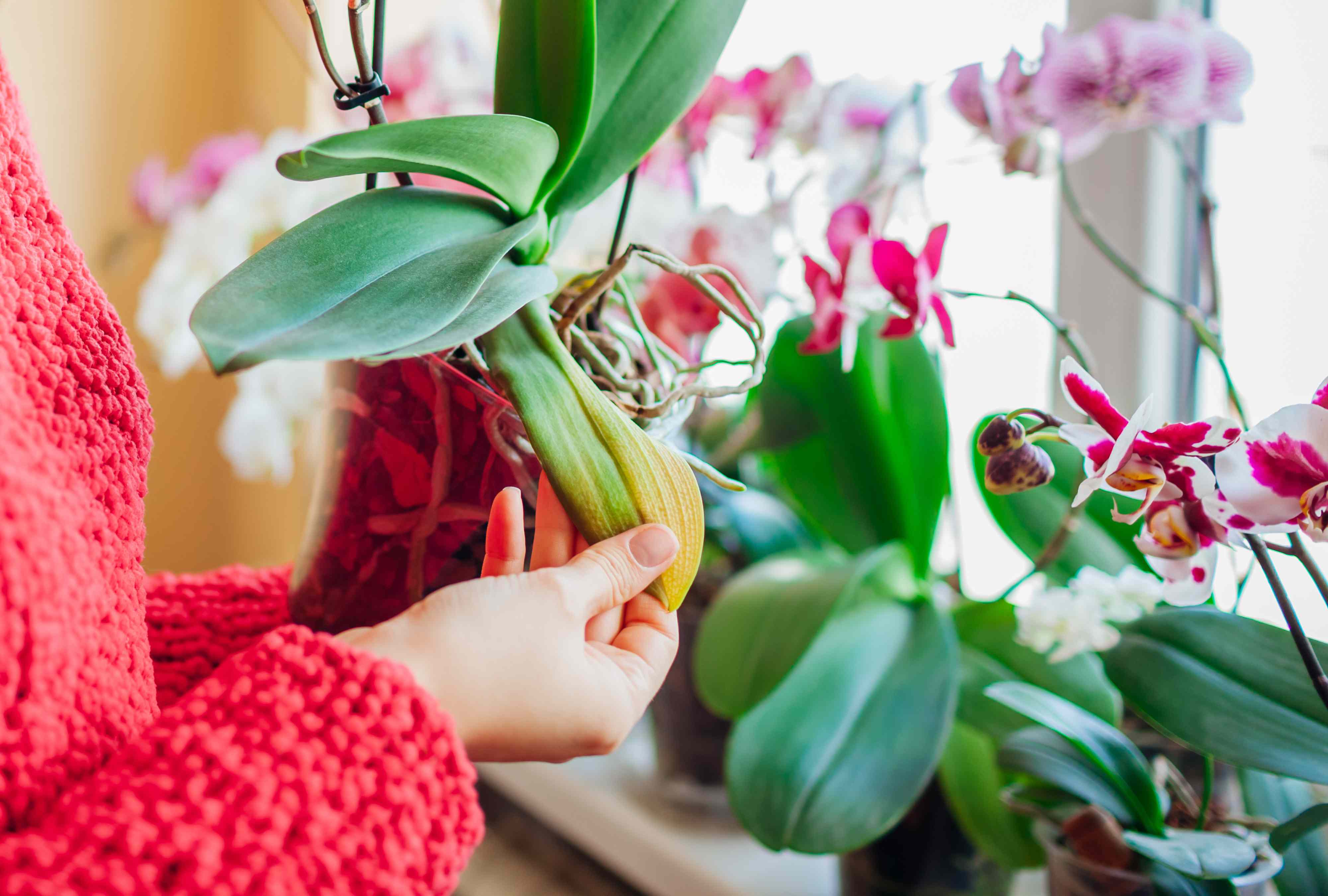 Why your orchid leaves are wilting, and how to fix the problem