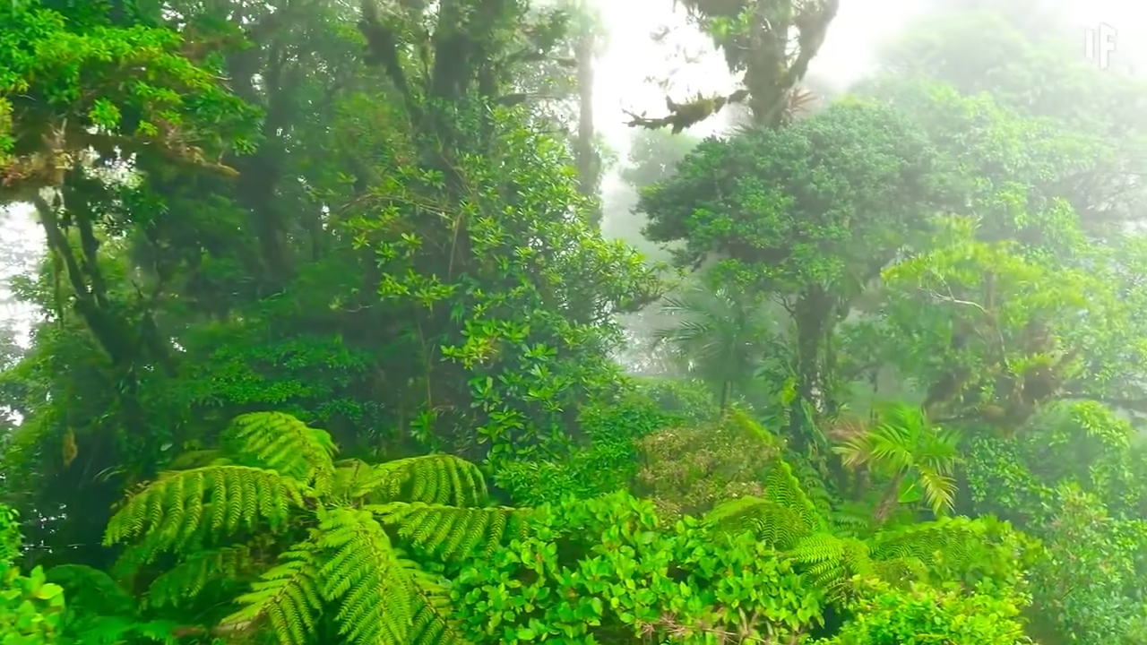 ¿Qué pasaría si la Antártida fuera una selva tropical?