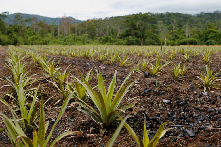What are soil carbon credits that Microsoft is buying in millions?