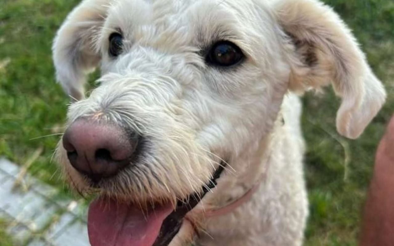 "200 enfants absolument dévastés" : la chienne de thérapie d’une école ...