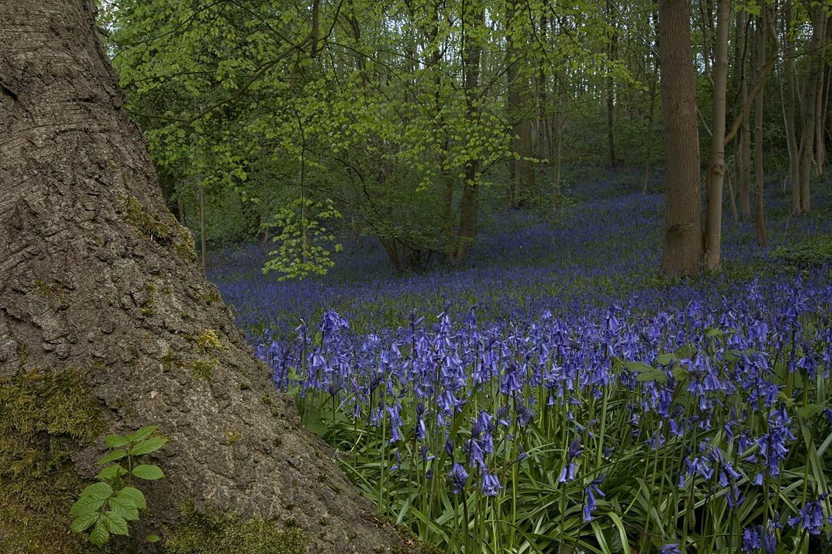 Controversial housing project close to Linslade Wood approved