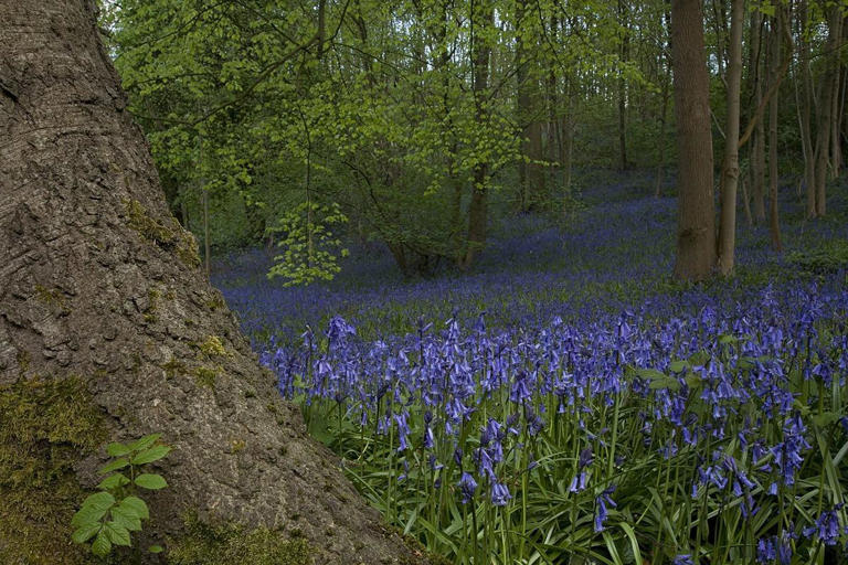 Controversial housing project close to Linslade Wood approved