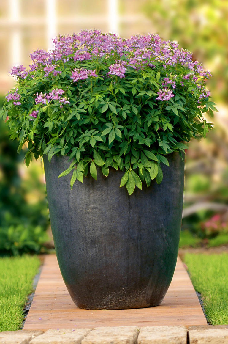 On Gardening: Senorita Rosalita garners Landscape Annual of the Year