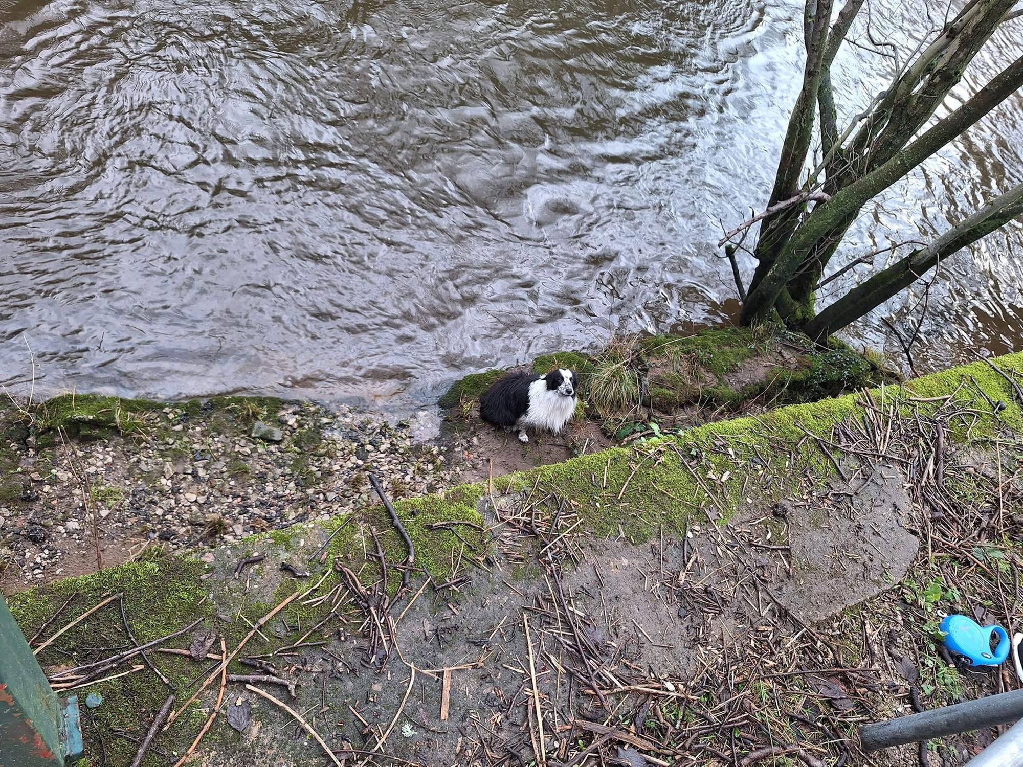 Firefighters rescue dog that was swept along river and got stuck in ...
