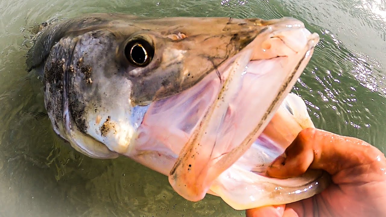 The most wanted fish on the beach? We caught it