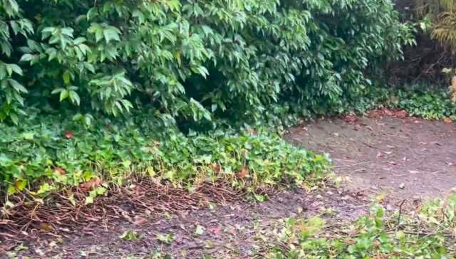 Homeowner shares video of battle with harmful growth in backyard: 'That ...