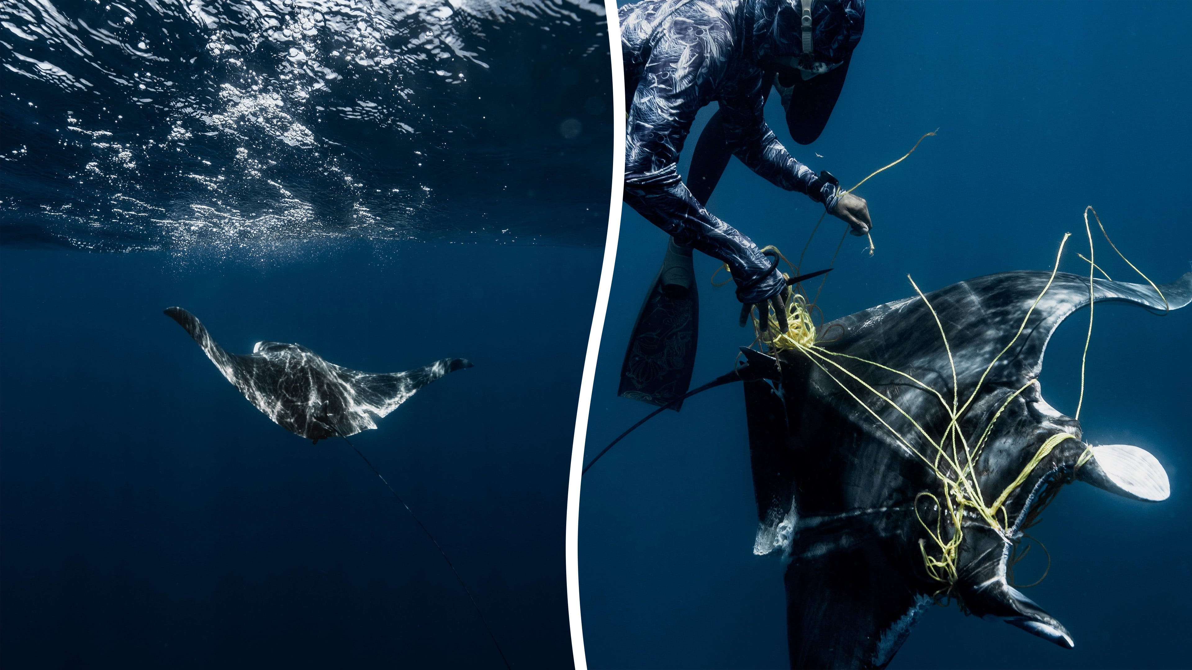 Divers rescue ray tangled in fishing rope while circled by sharks ready ...