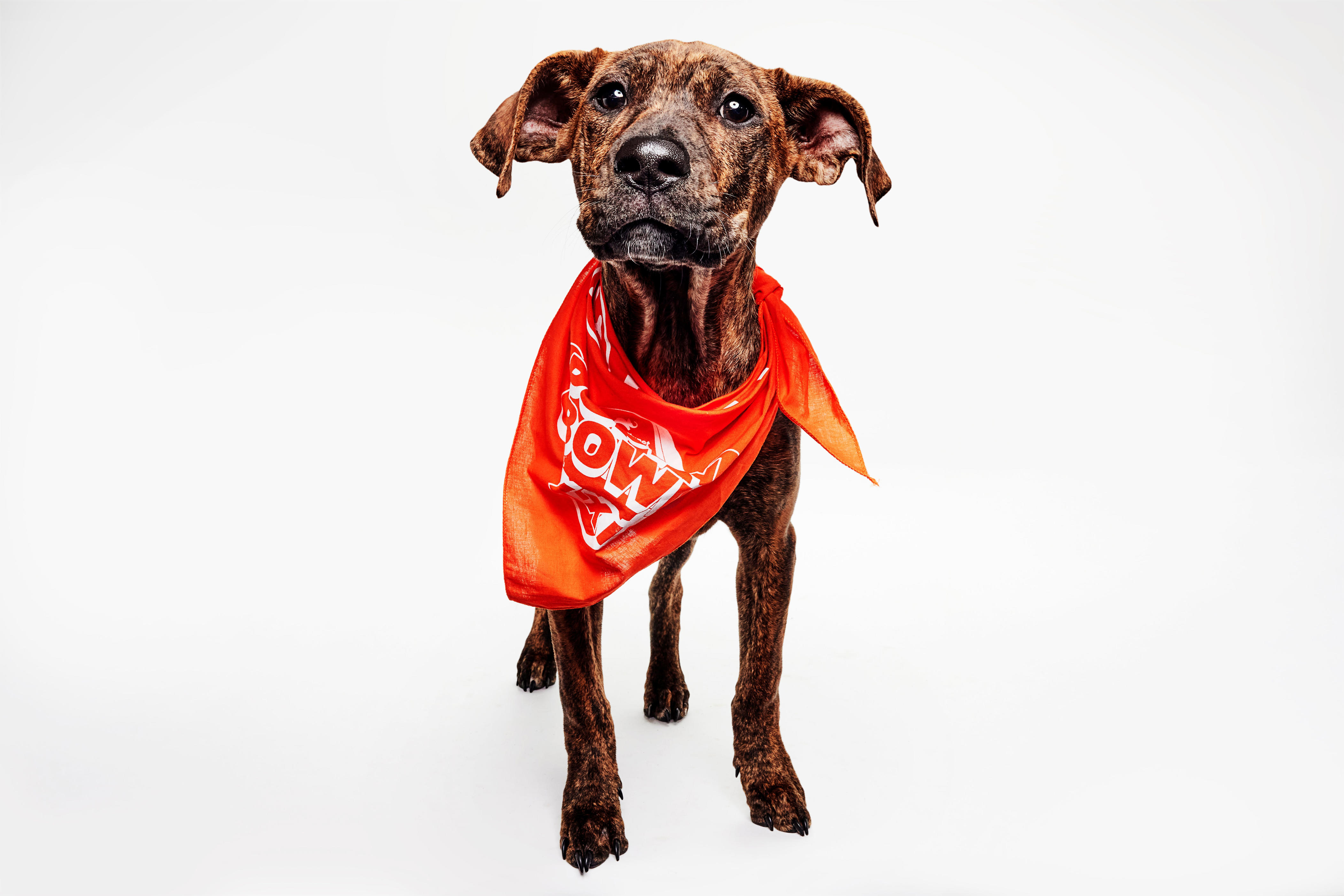 Meet the 5 Missouri puppies in the Puppy Bowl 2026 lineup