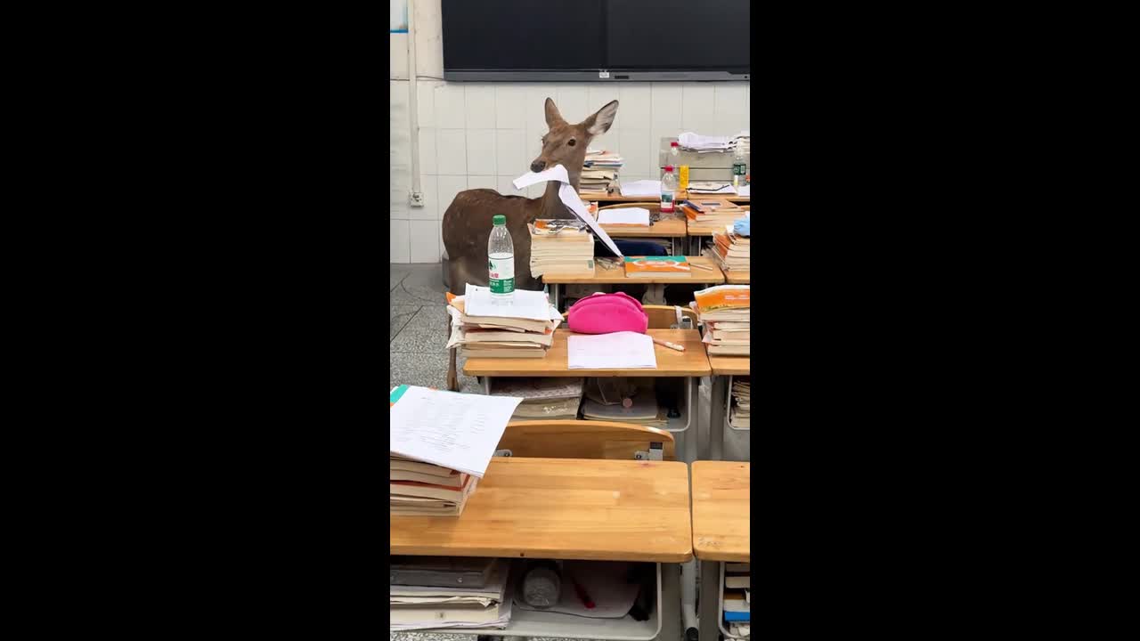 What ate your homework? Deer wanders into classroom and chews on exam ...