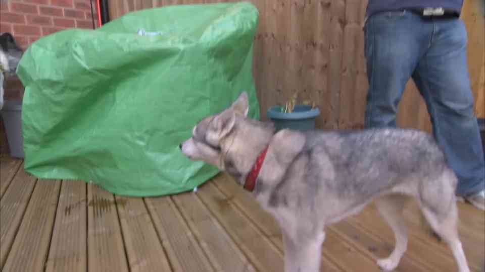 The heartbreaking reason this dog won't stop biting | Dog Whisperer ...