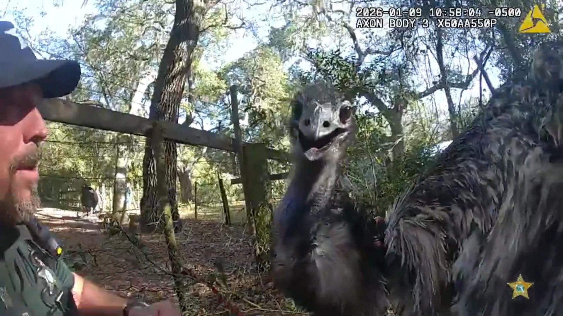 Astonishing video shows officer catching escaped emu with a lasso ...