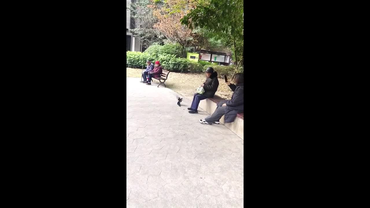 Magpie targets elderly man resting in park by aggressively pecking his head