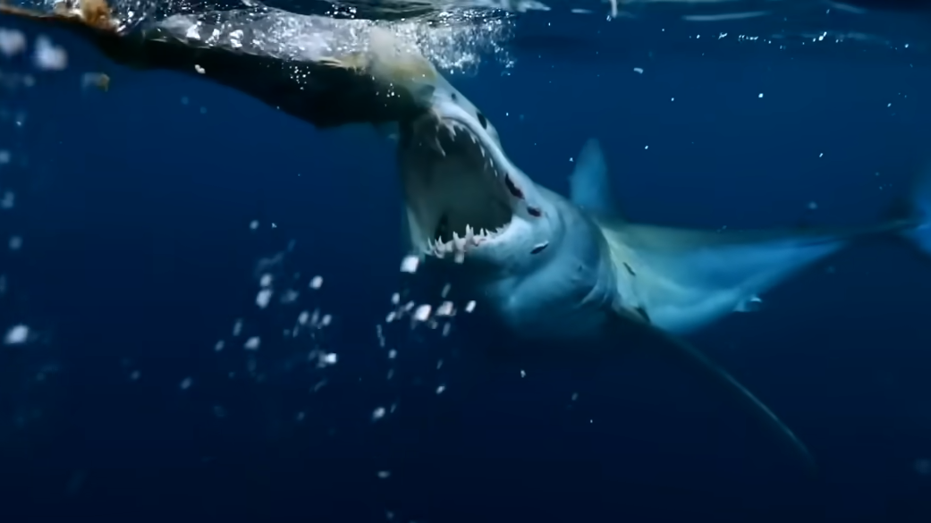 Fishermen fear this shark for a reason – shortfin mako