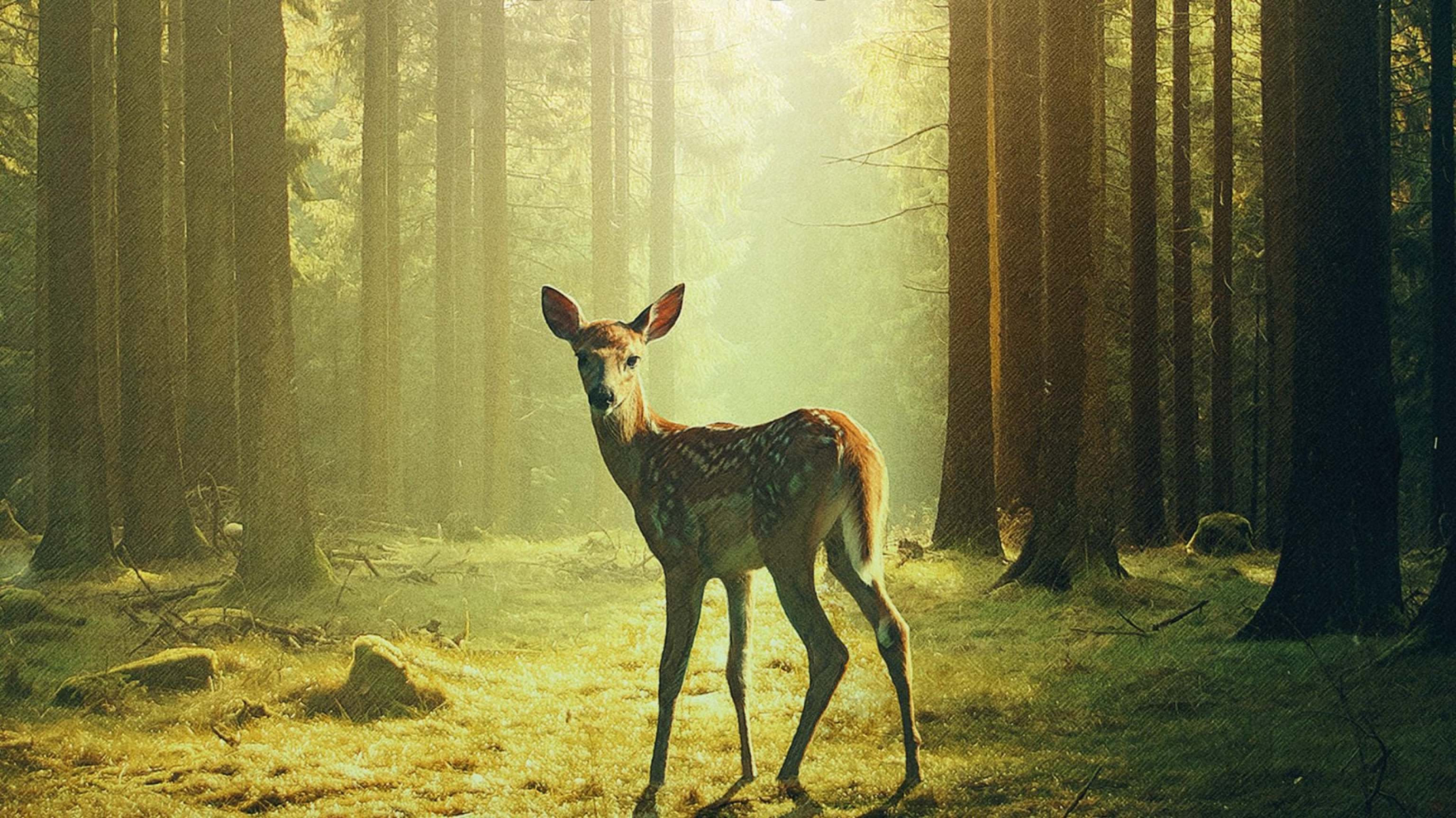 Dal 3 al 7 giugno il 29esimo Festival CinemAmbiente