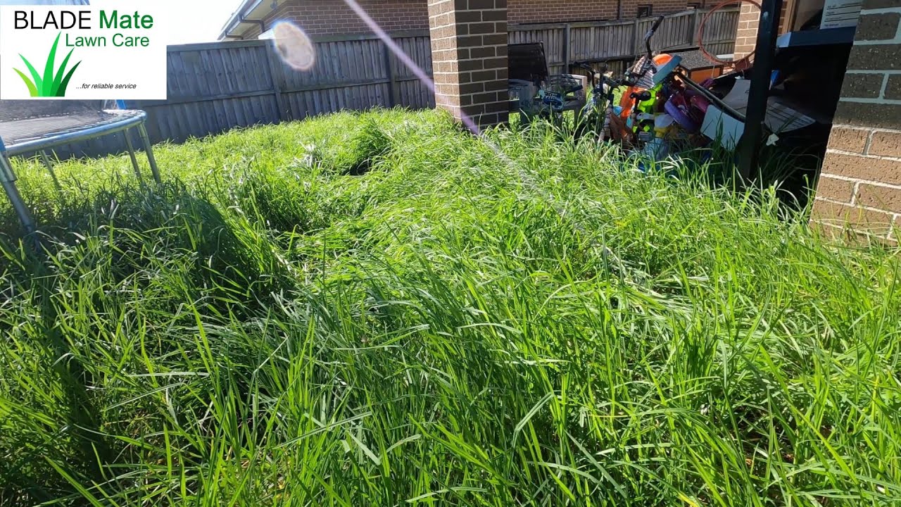 She needed help more than I needed the cash! Overgrown yard rescue