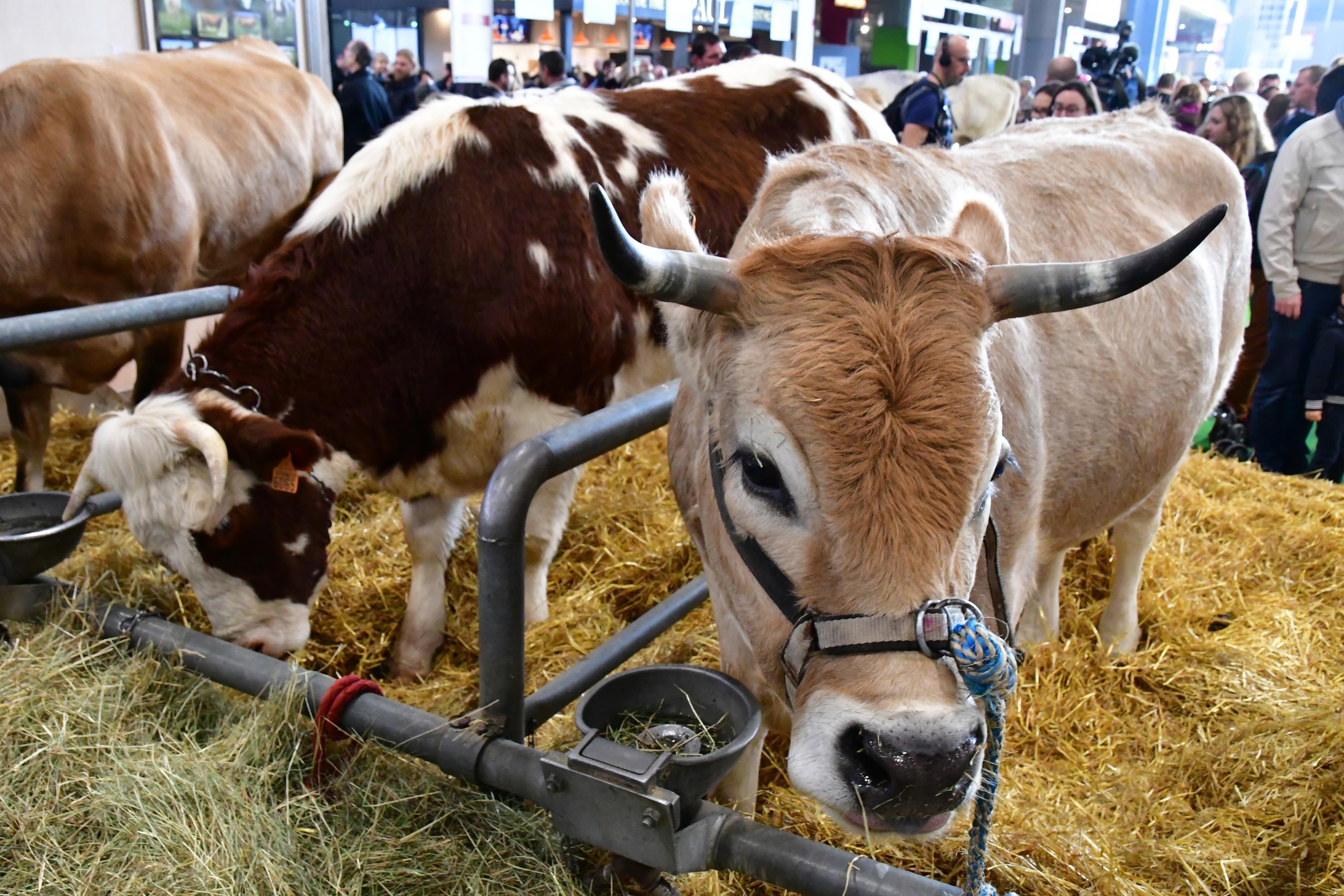 Garde républicaine, transhumance de moutons, dressage d’excellence ...