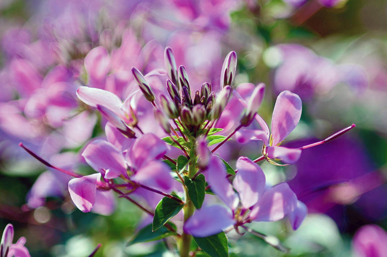 On Gardening: Senorita Rosalita garners Landscape Annual of the Year