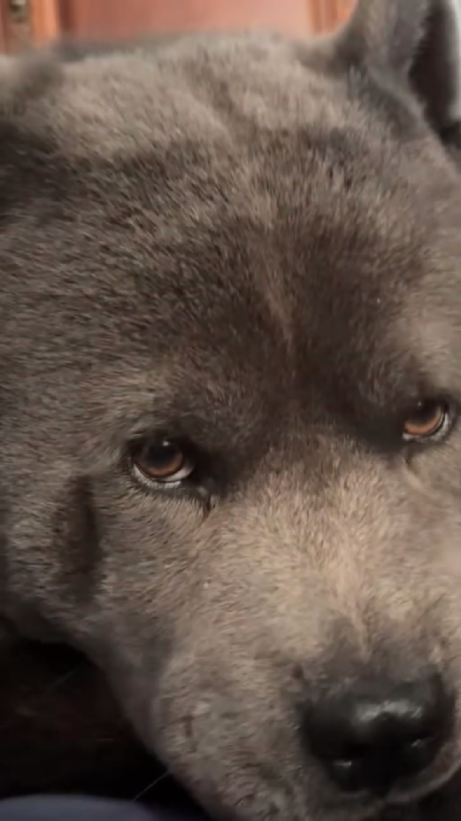 Adorable chow chows make cleaning fun