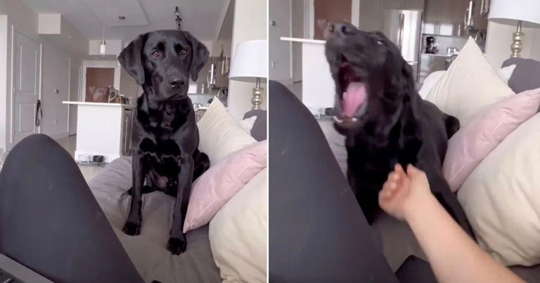 Video shows what it's like to work when you have a Labrador