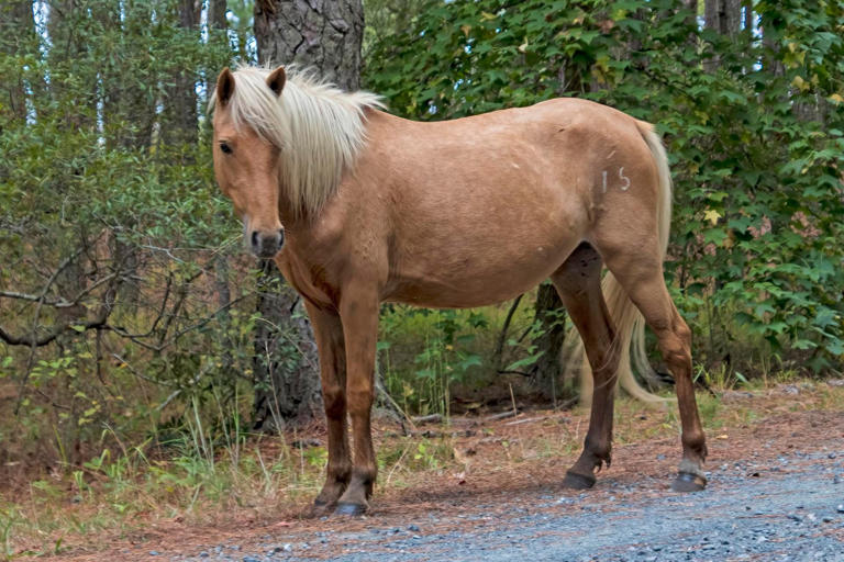 Chincoteague pony found dead after she got stuck in 'borrow ditch'