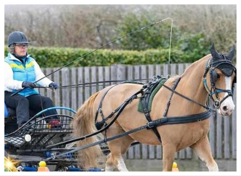 Doncaster area riding school offers carriage driving for disabled people