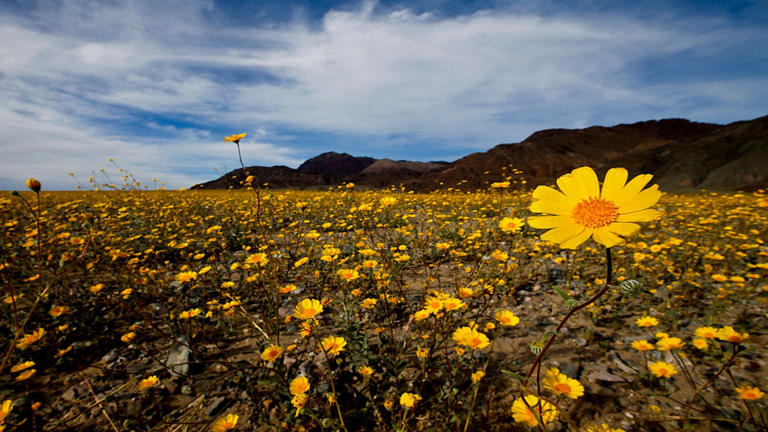 Here’s how to see this national park’s once-in-a-decade superbloom