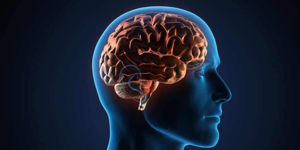 How microgravity repositions the human brain and why it matters for ...