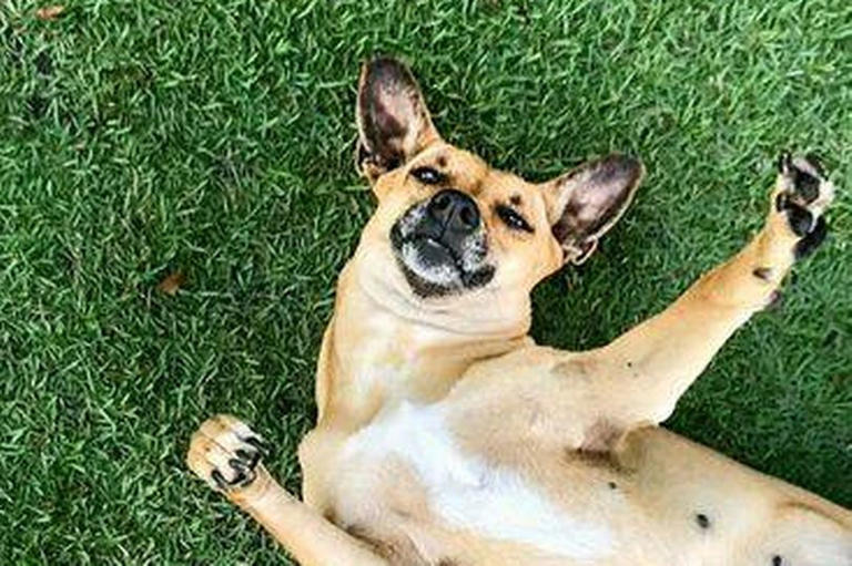 Dog owners only just learning what it means when pets show their bellies