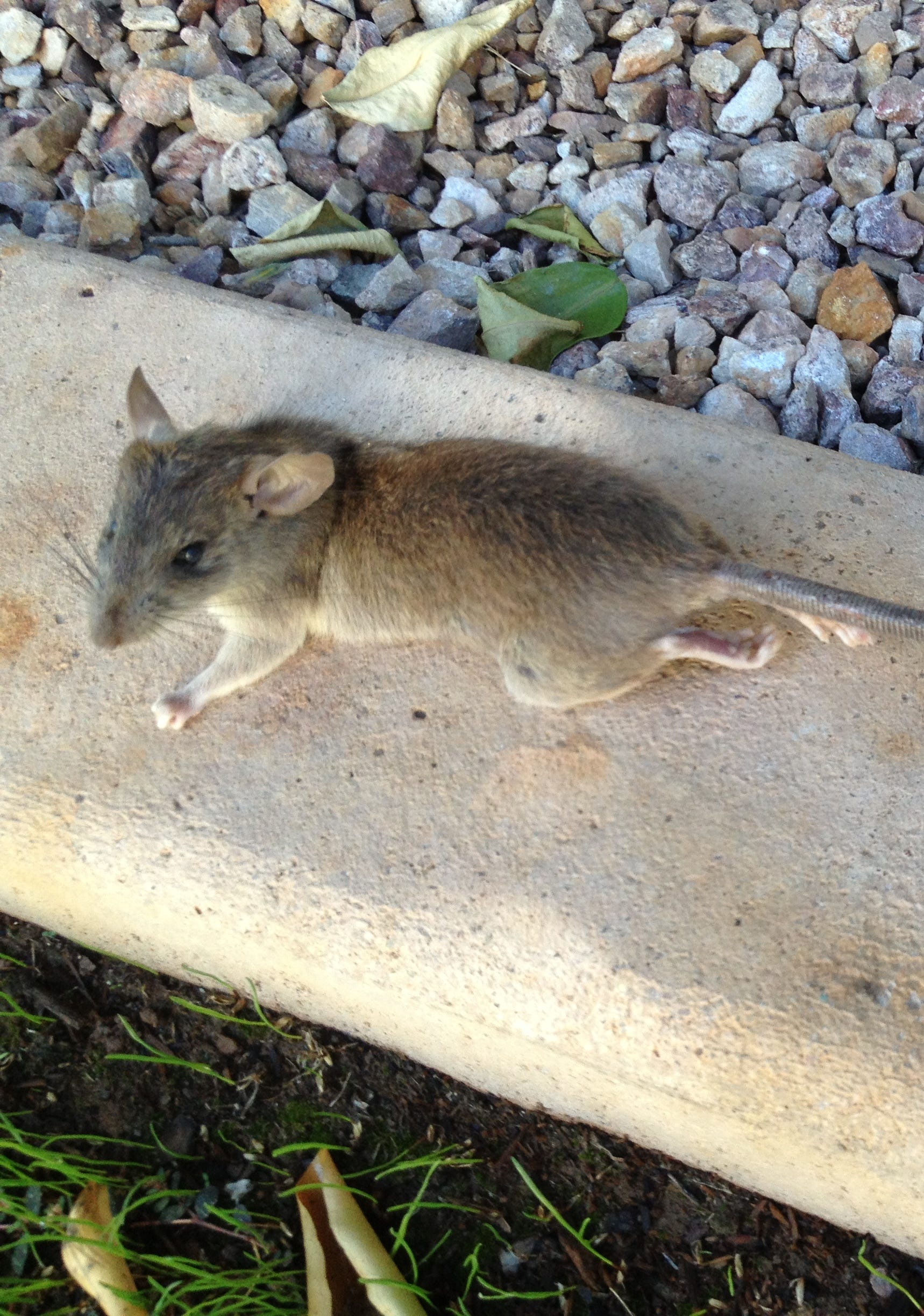 It's roof rat season in Arizona. Here's what to know about the rodents