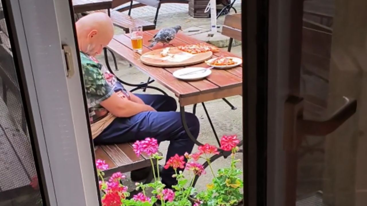 Man falls asleep mid-meal, pigeon claims his pizza