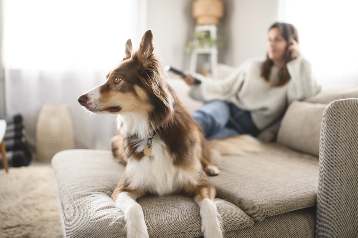 8 signs your dog doesn’t like someone, reveals a trainer