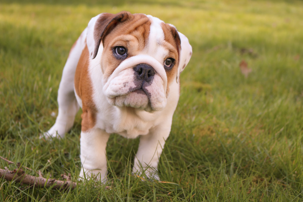 Shy bulldog puppy finds his courage on first day of day care