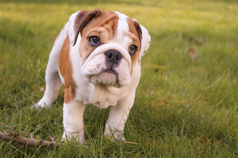 Shy bulldog puppy finds his courage on first day of day care