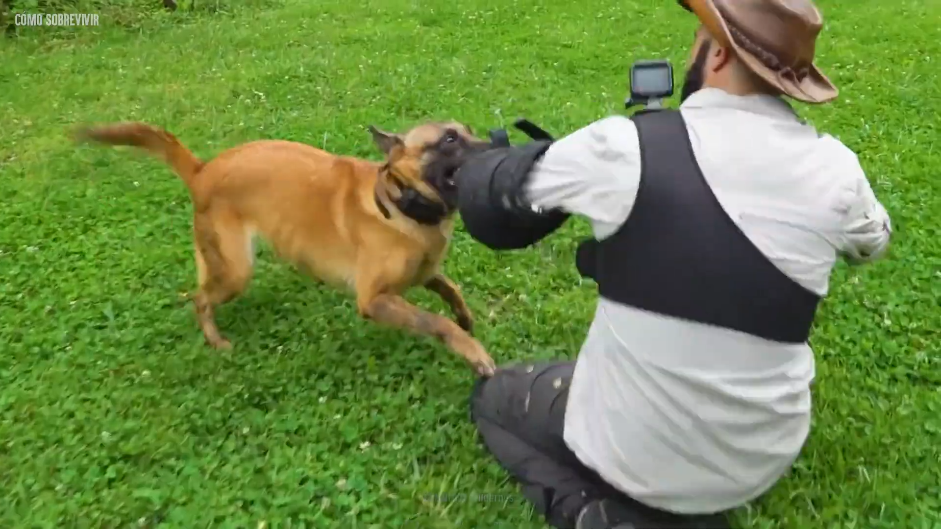 Cómo Sobrevivir el ataque de un perro furioso