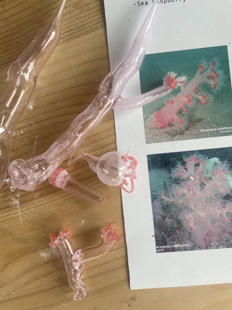 The hidden world of cold-water corals rises to the surface with these ...