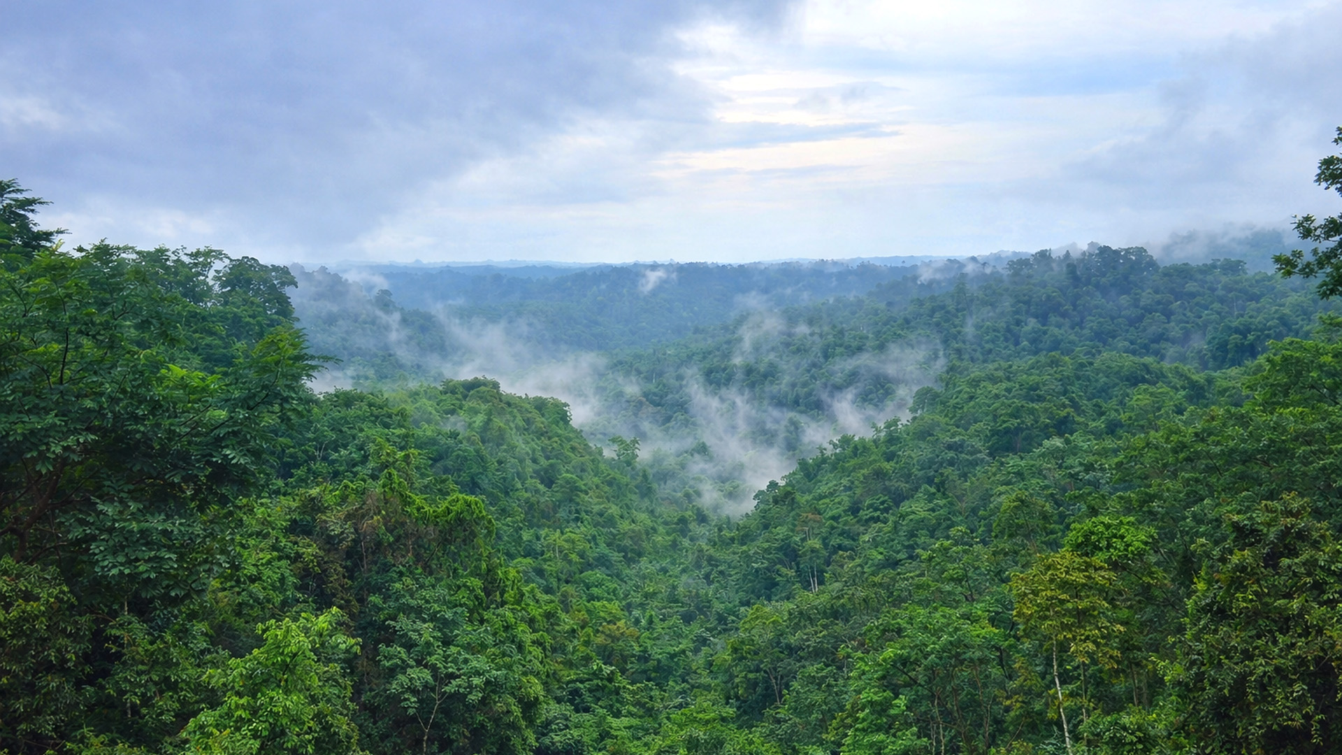 Paisagem de floresta nublada no Parque Nacional Corcovado
