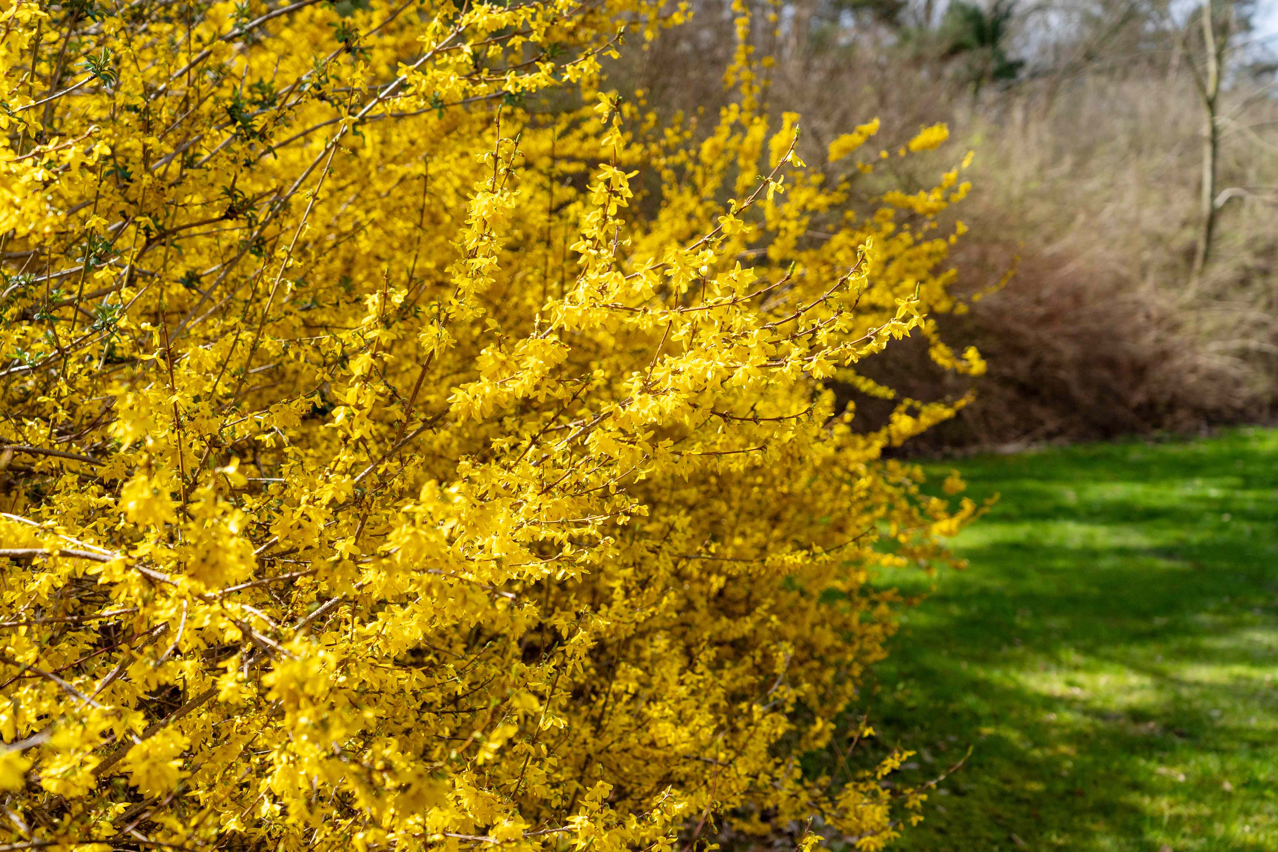Can you trim a neighbor’s bush that grows into your yard? We asked pros