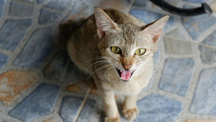 5 signs your cat might be stressed