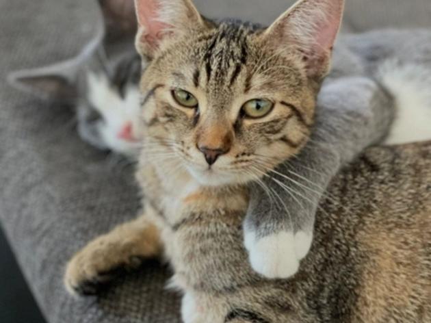 Tierhilfe Tutzing lädt zu Chip- und Registrierungsaktion für Katzen