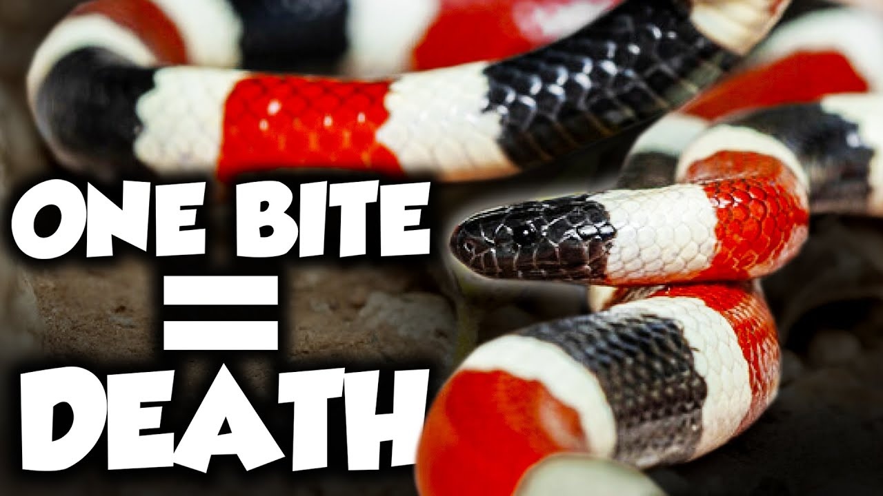 Ranking the most venomous threats found in US deserts