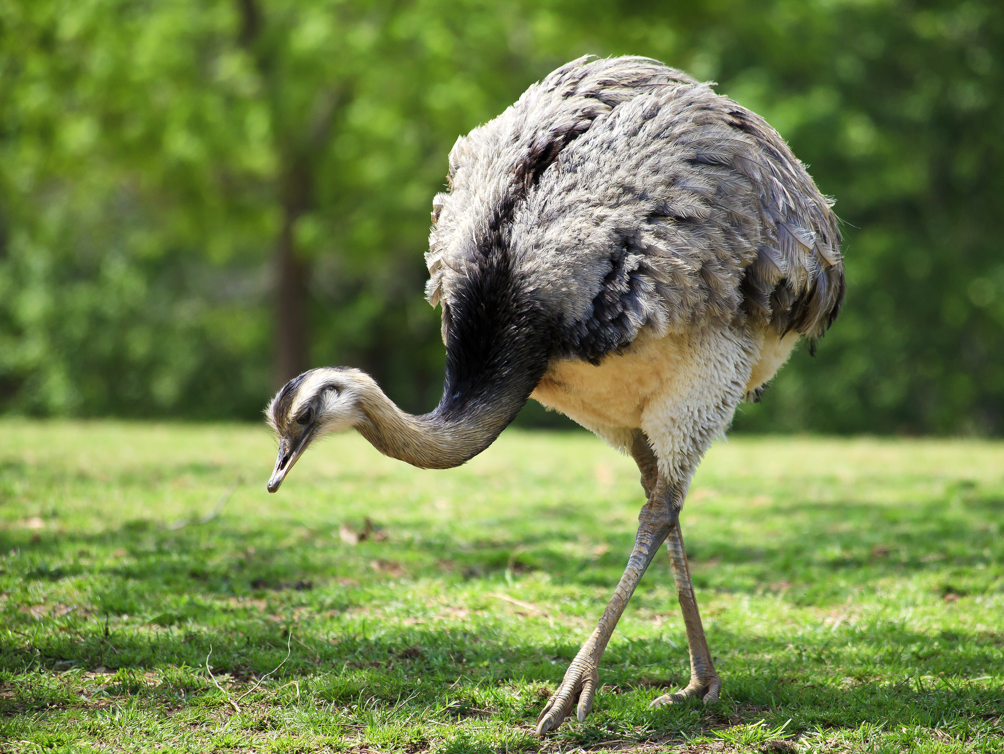 Fastest animals on two legs