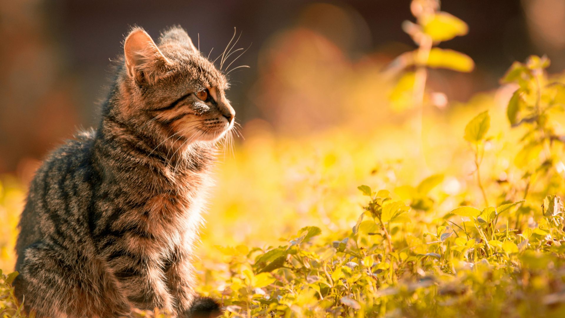 Denne kat, der har været savnet i flere måneder, dukker op igen 250 km ...