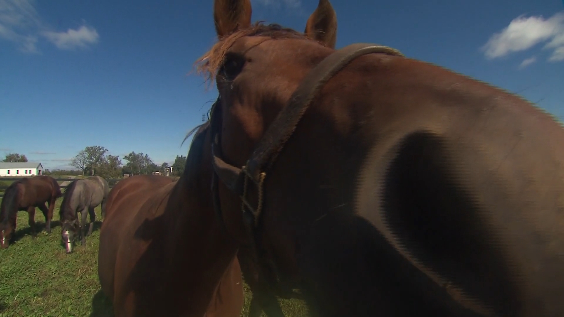 New study suggests horses can smell human fear