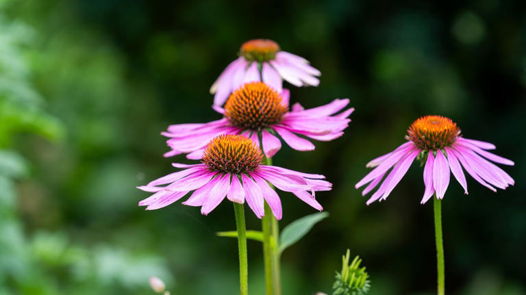 10 seeds to start in January for a summer garden full of stunning blooms