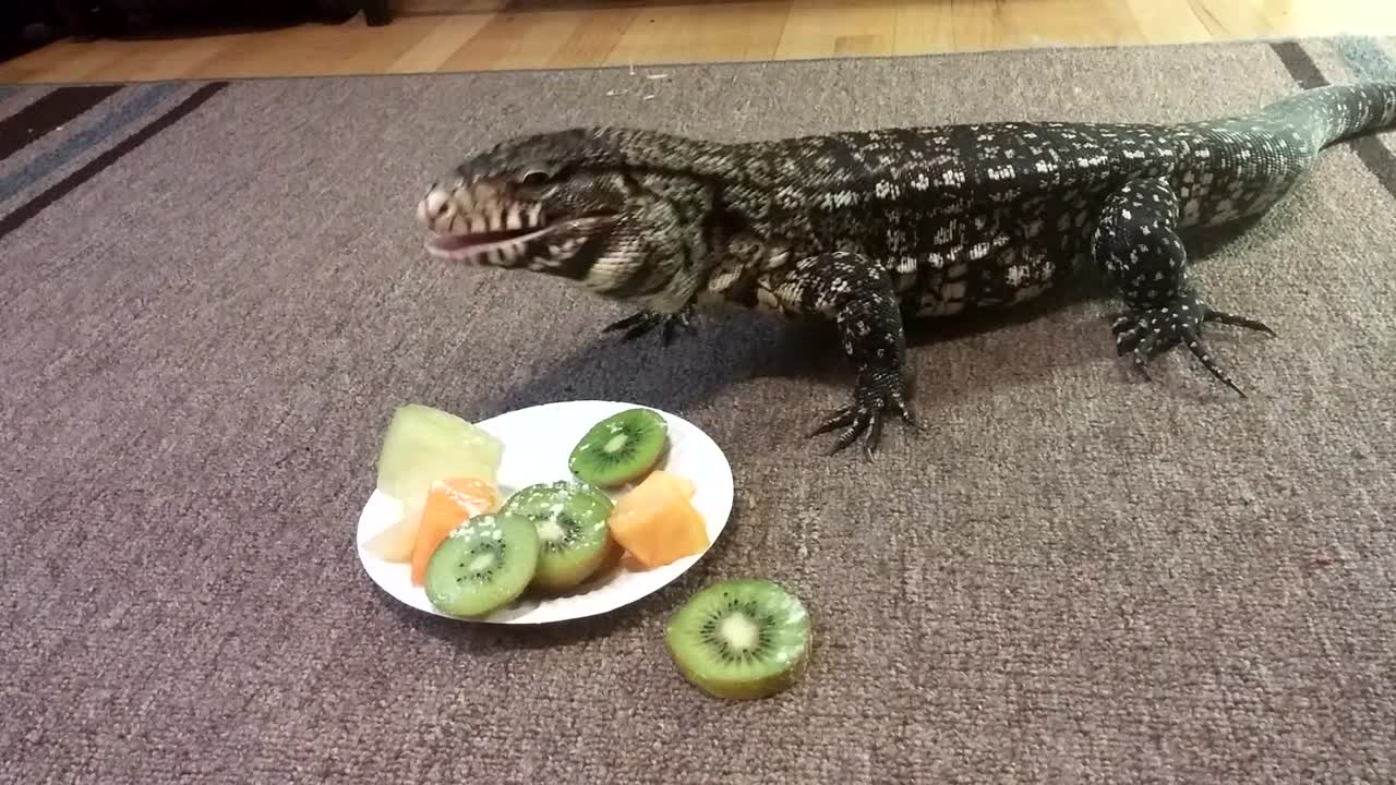 Winston the tegu eating fruit