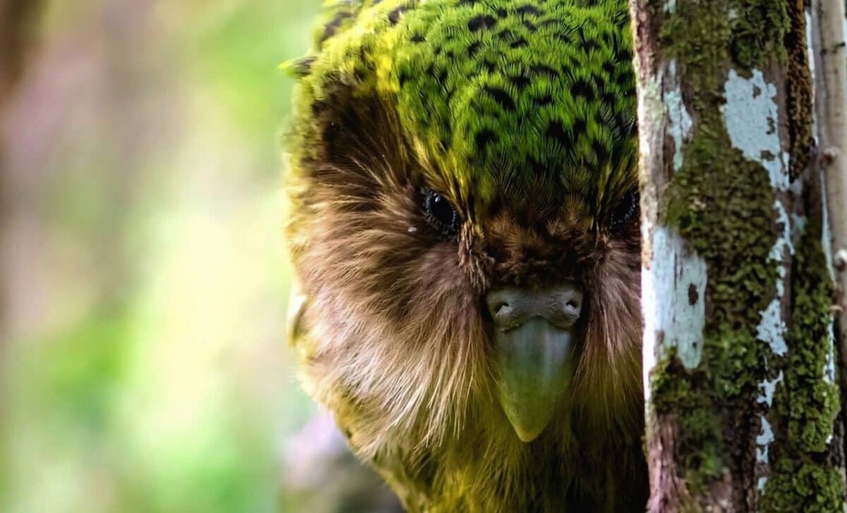 The kakapo, world’s rarest parrot, just started breeding again after ...